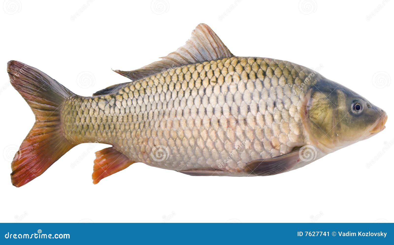 Big carp stock image. Image of coast, taste, sirloin, delicatessen ...
