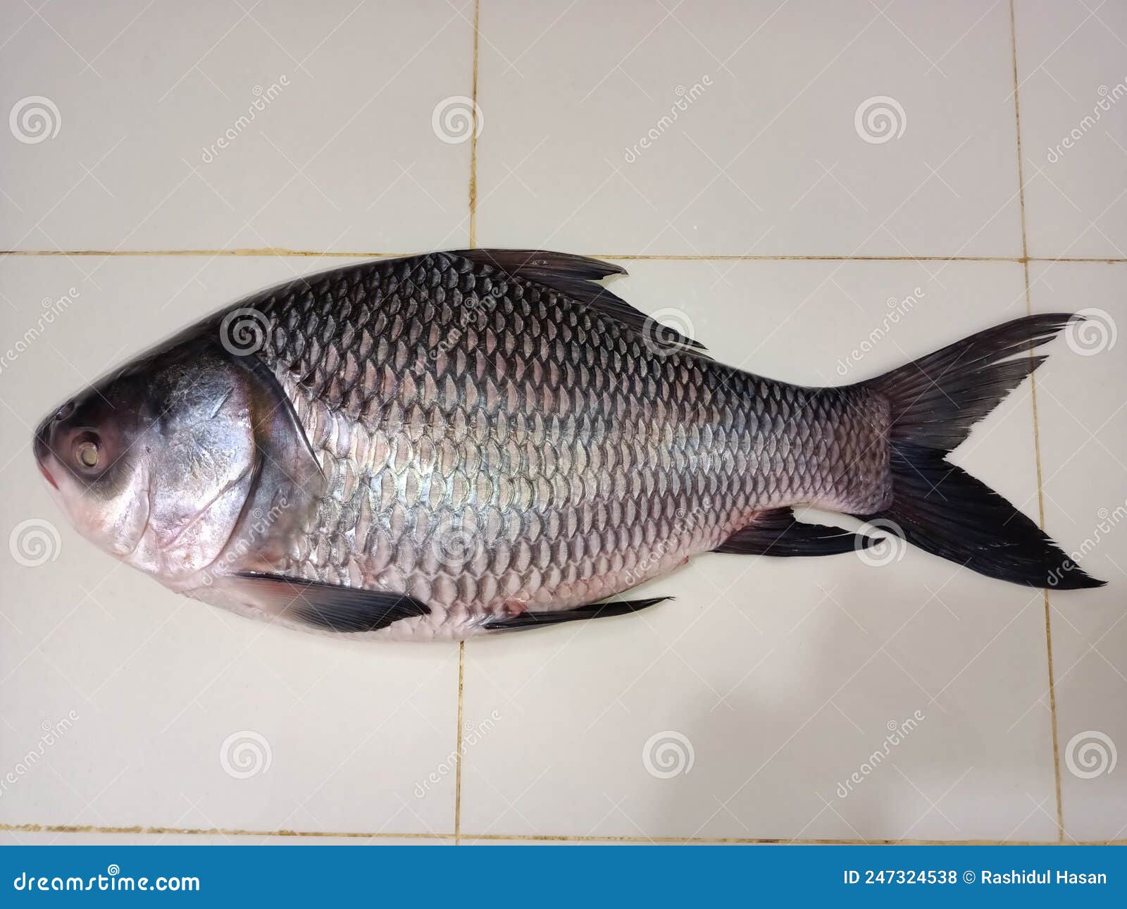 Big & X28;Carp& X29; Catla Fish Stock Photo - Image of putti, cyprinida ...