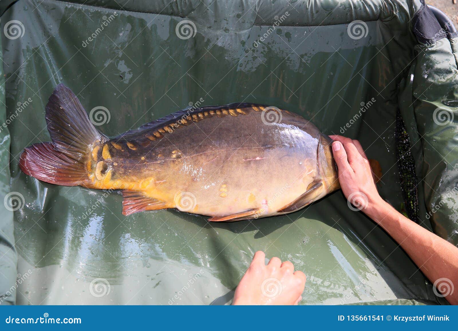 The Big Carp Caught is Released into the Water. Stock Image - Image of ...