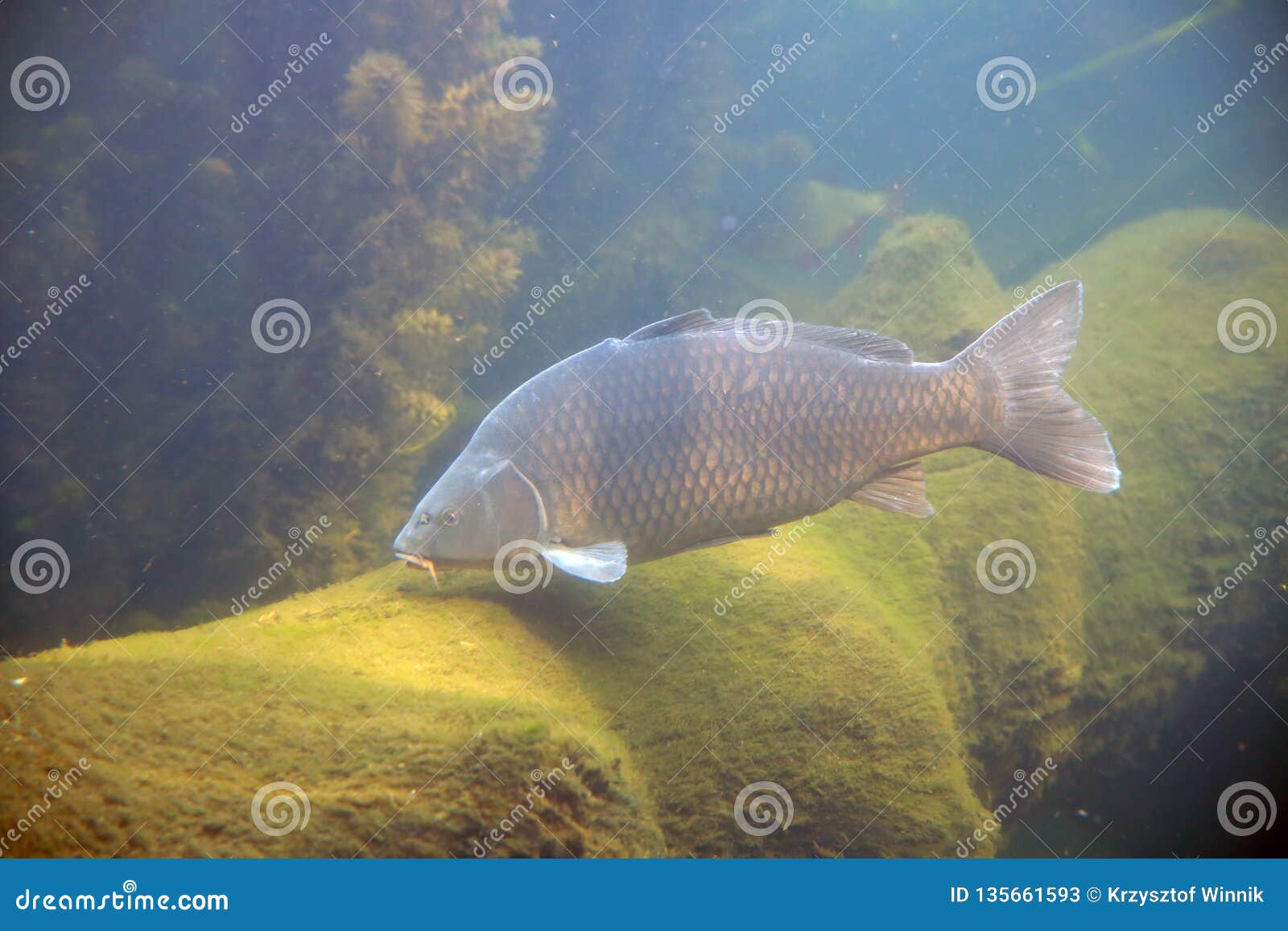 The Big Carp Caught is Released into the Water. Stock Image - Image of ...