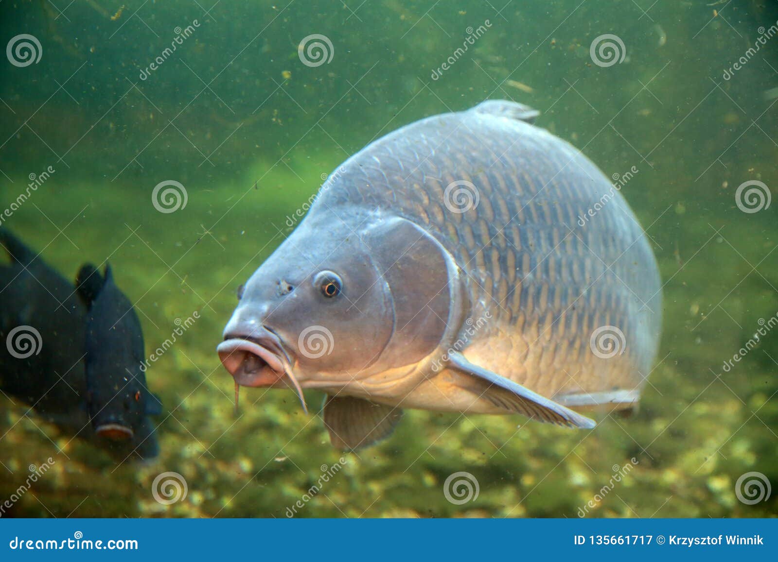 The Big Carp Caught is Released into the Water. Stock Image - Image of ...