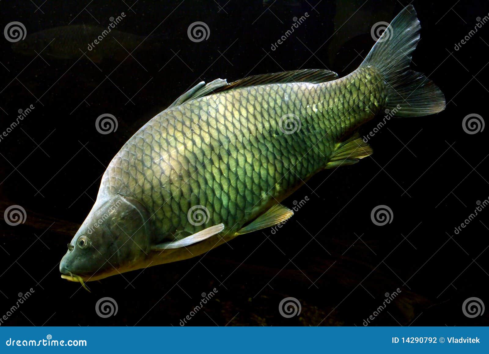 Big Carp (Cyprinus Carpio) stock photo. Image of cyprinus - 14290792