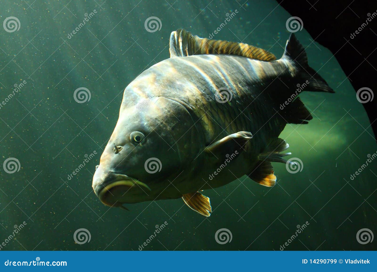 Big Carp (Cyprinus Carpio) stock image. Image of hobby - 14290799