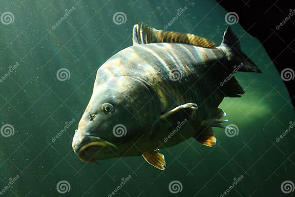 Big Carp (Cyprinus Carpio) stock image. Image of hobby - 14290799