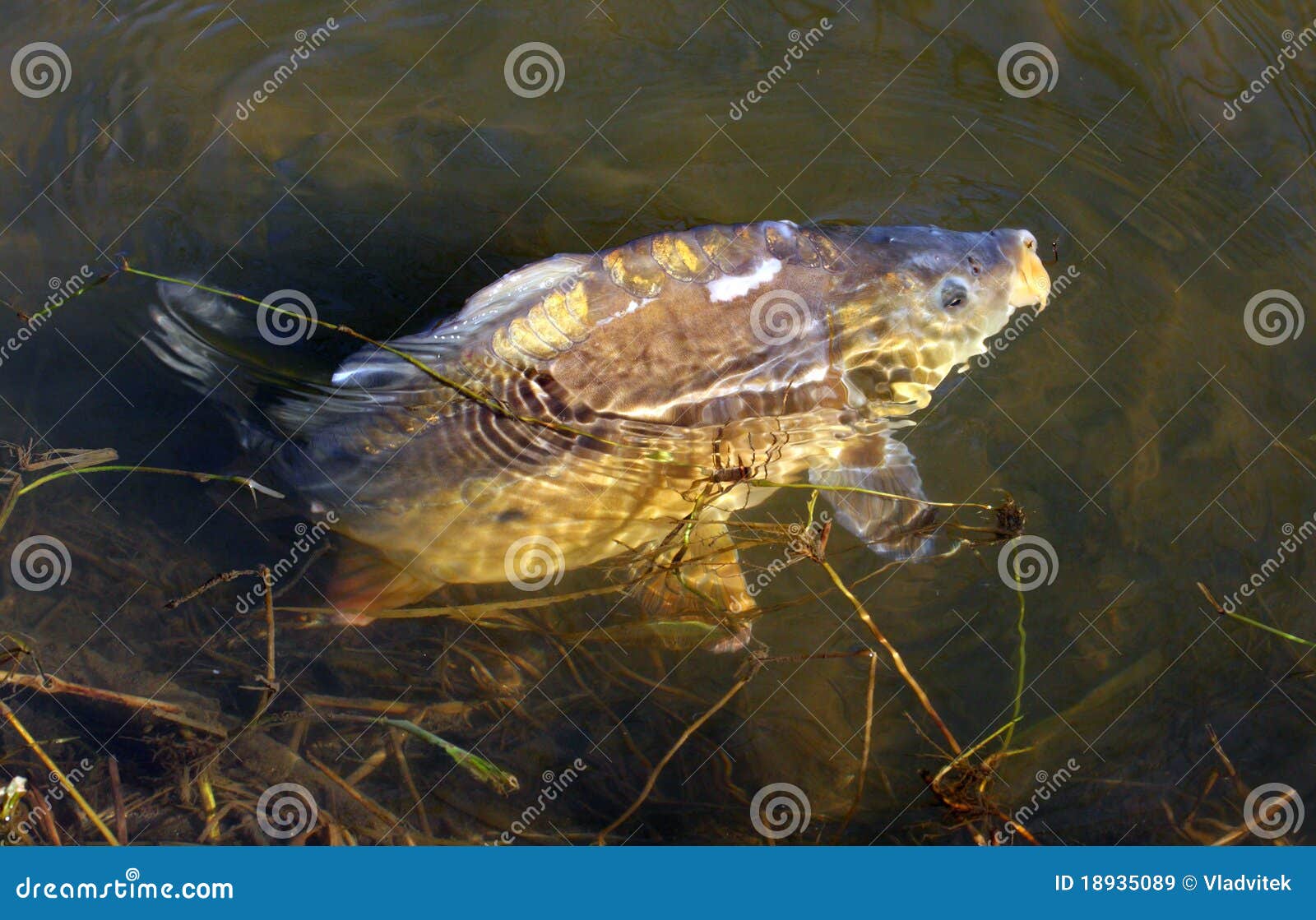 Big Carp (Cyprinus Carpio) stock image. Image of lake - 18935089