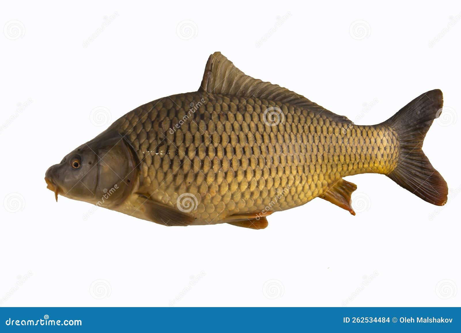 Big Carp Fish Isolated on White Stock Photo - Image of tradition ...