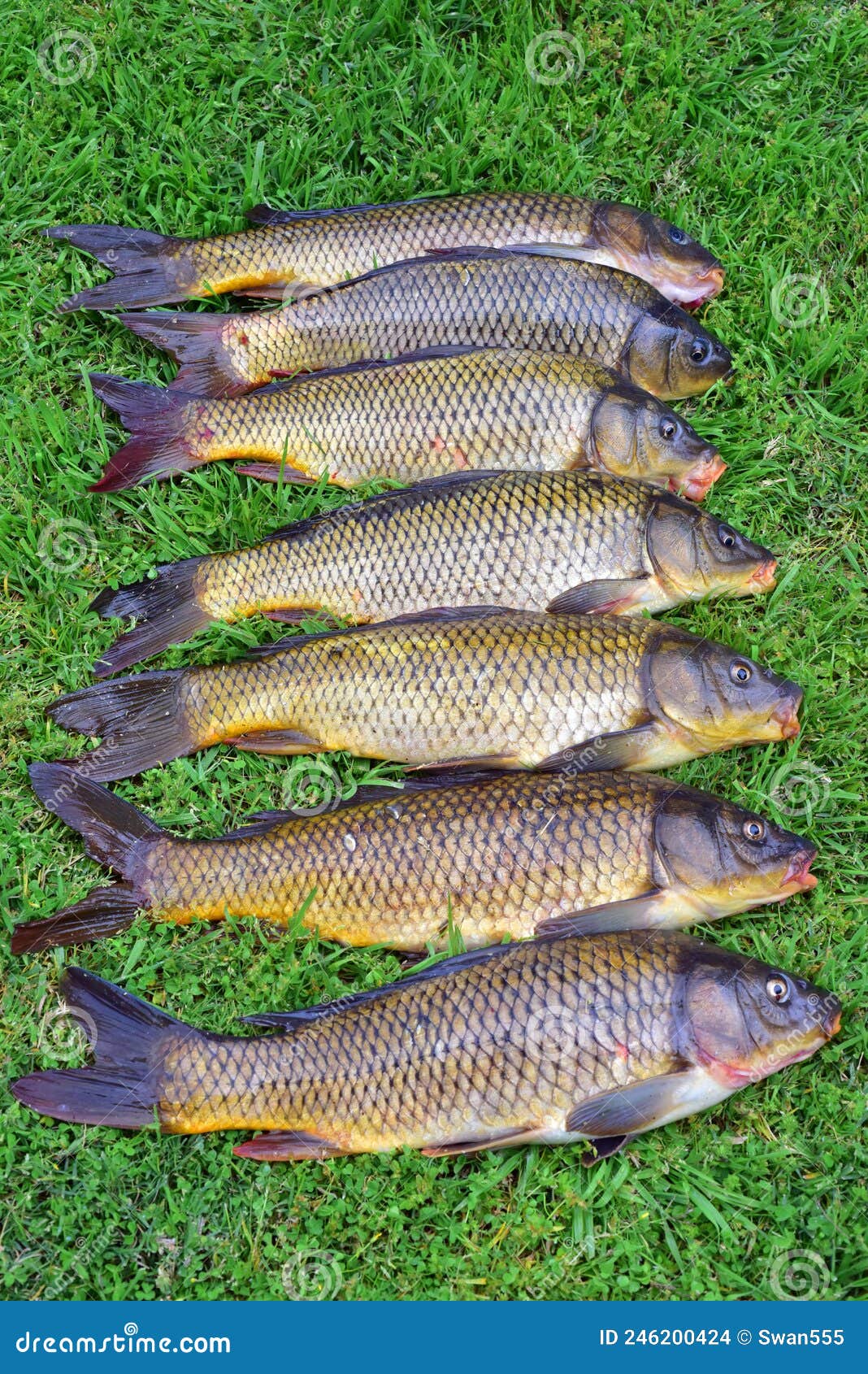 Big carp fish stock photo. Image of selling, healthy - 246200424