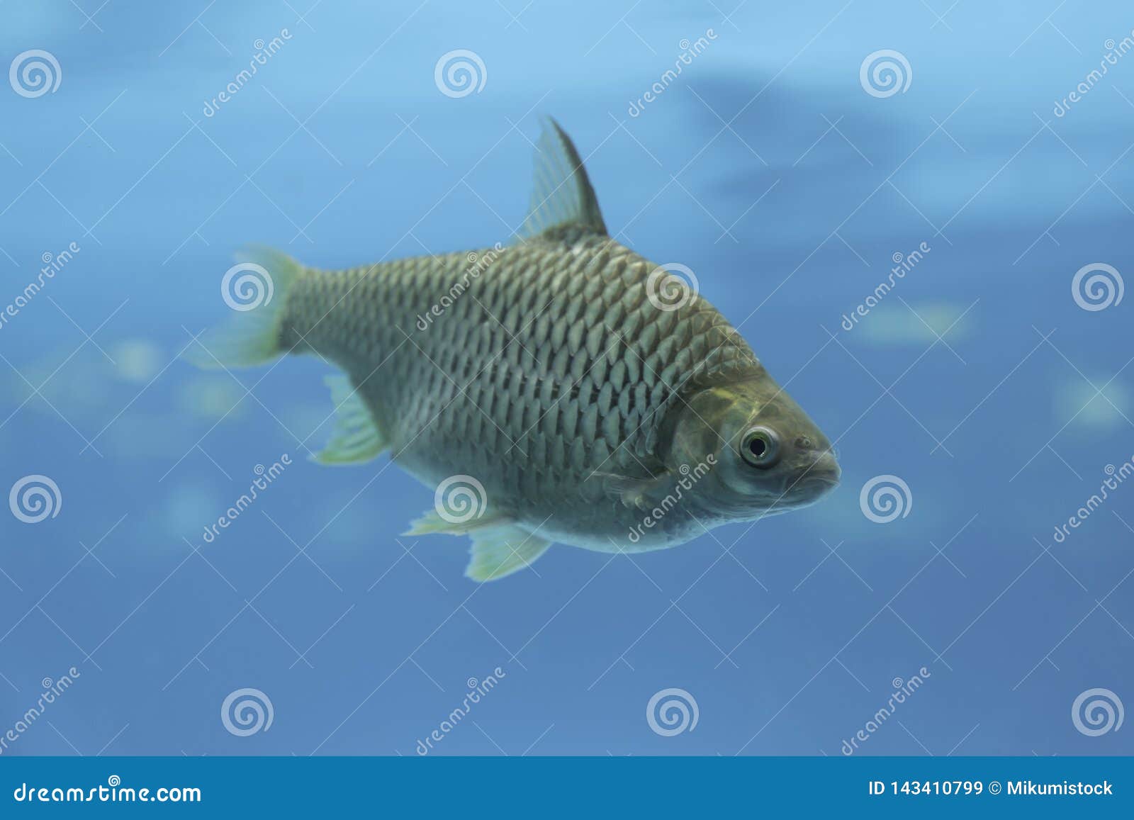 A big carp fish stock image. Image of angling, fishing - 143410799