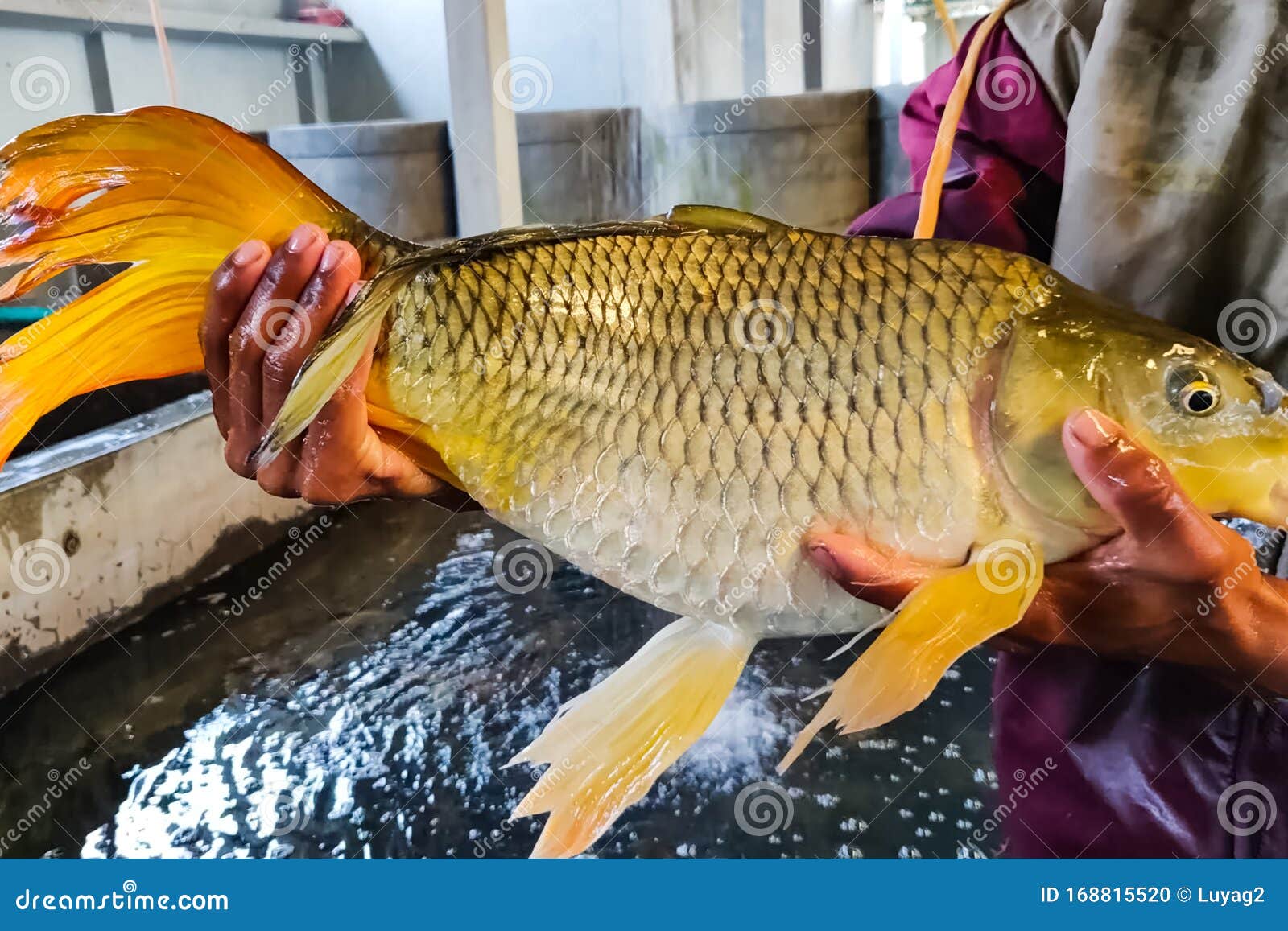 Big Carp in Hands of Man. Fish Farming in the Nursery Stock Photo ...