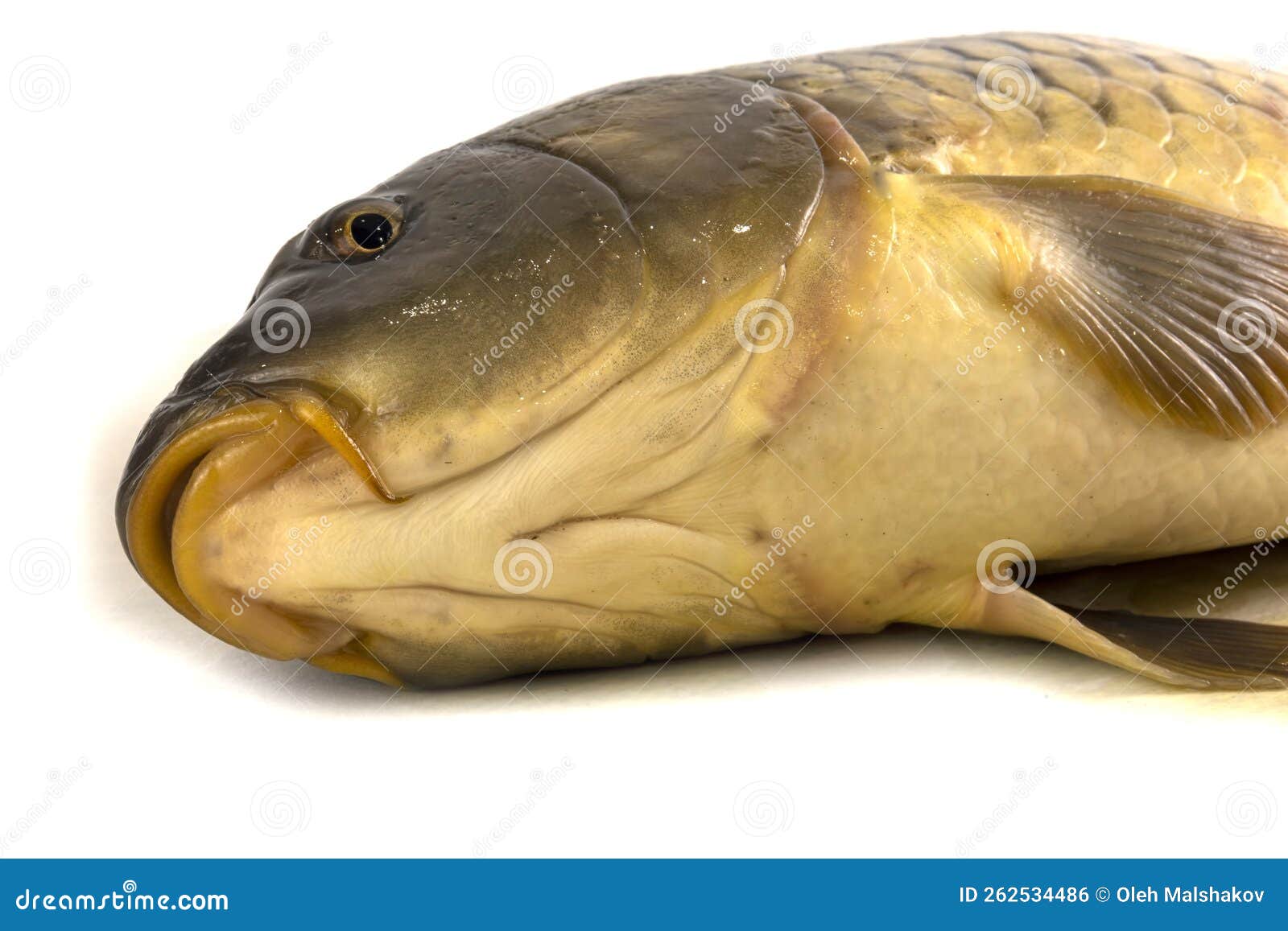 Big Carp Head Isolated on White. Stock Photo - Image of large, kitchen ...