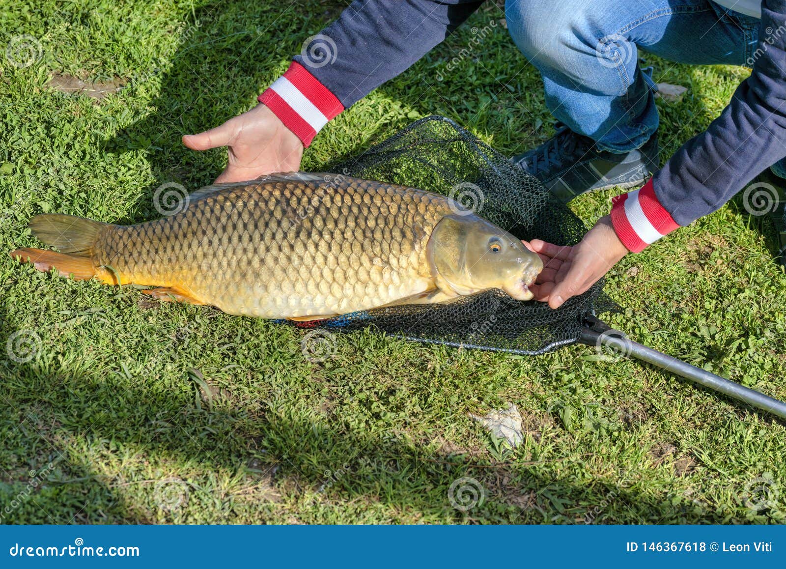 Big Carp Inside a Landing Net Stock Photo - Image of outside, mirror ...