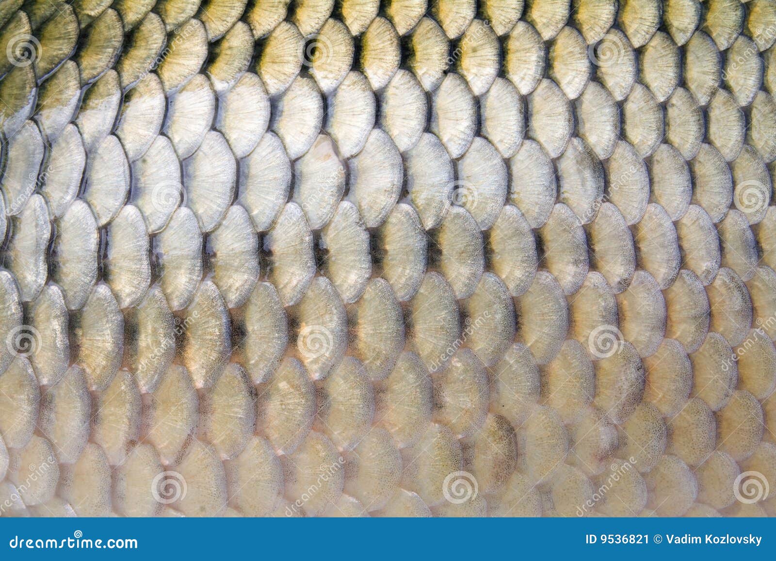 Big carp scales stock image. Image of healthy, cold, pattern - 9536821