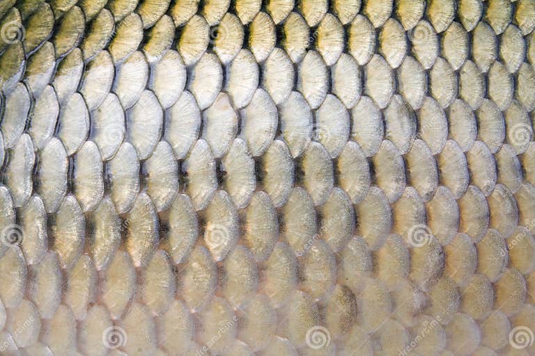 Big carp scales stock image. Image of healthy, cold, pattern - 9536821