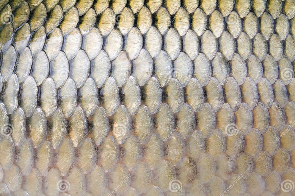 Big carp scales stock image. Image of healthy, cold, pattern - 9536821
