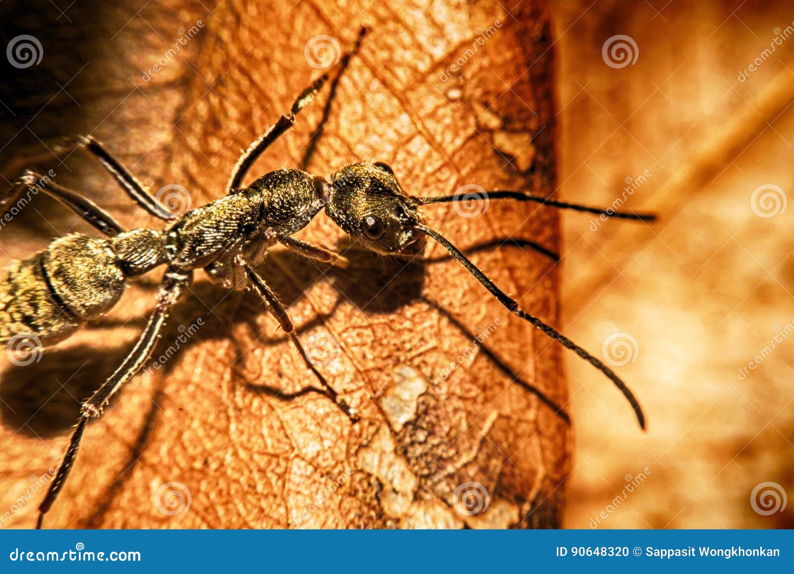 Giant Weta Insect Vs Ants