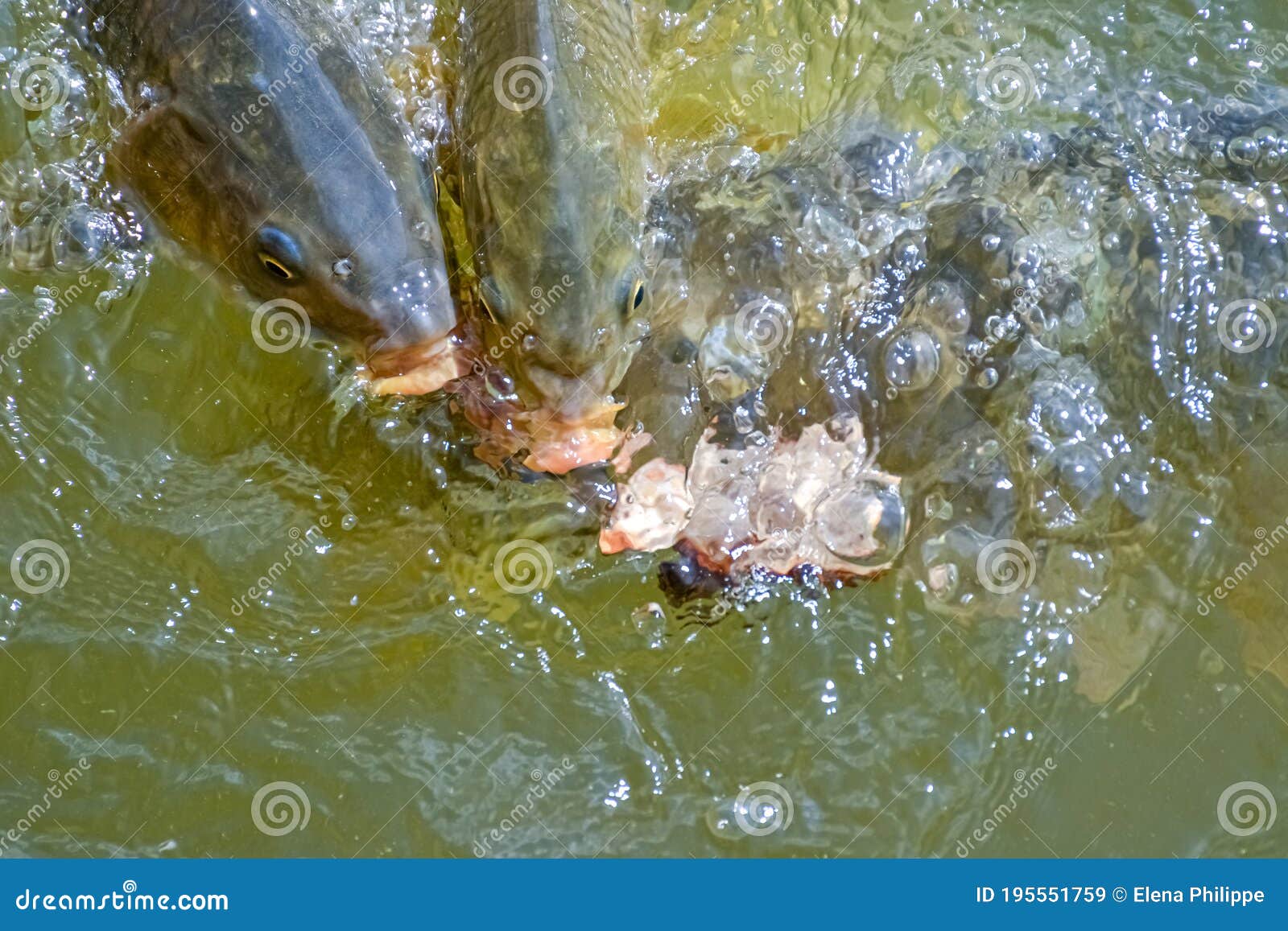 Carps Fish Eating Bread Stock Photos - Free & Royalty-Free Stock Photos ...