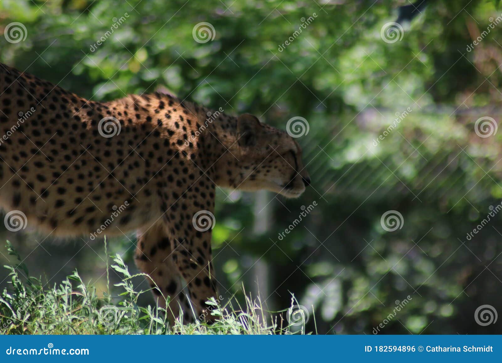 Big Cat Gepard in a German Zoo Green Background Stock Photo - Image of ...