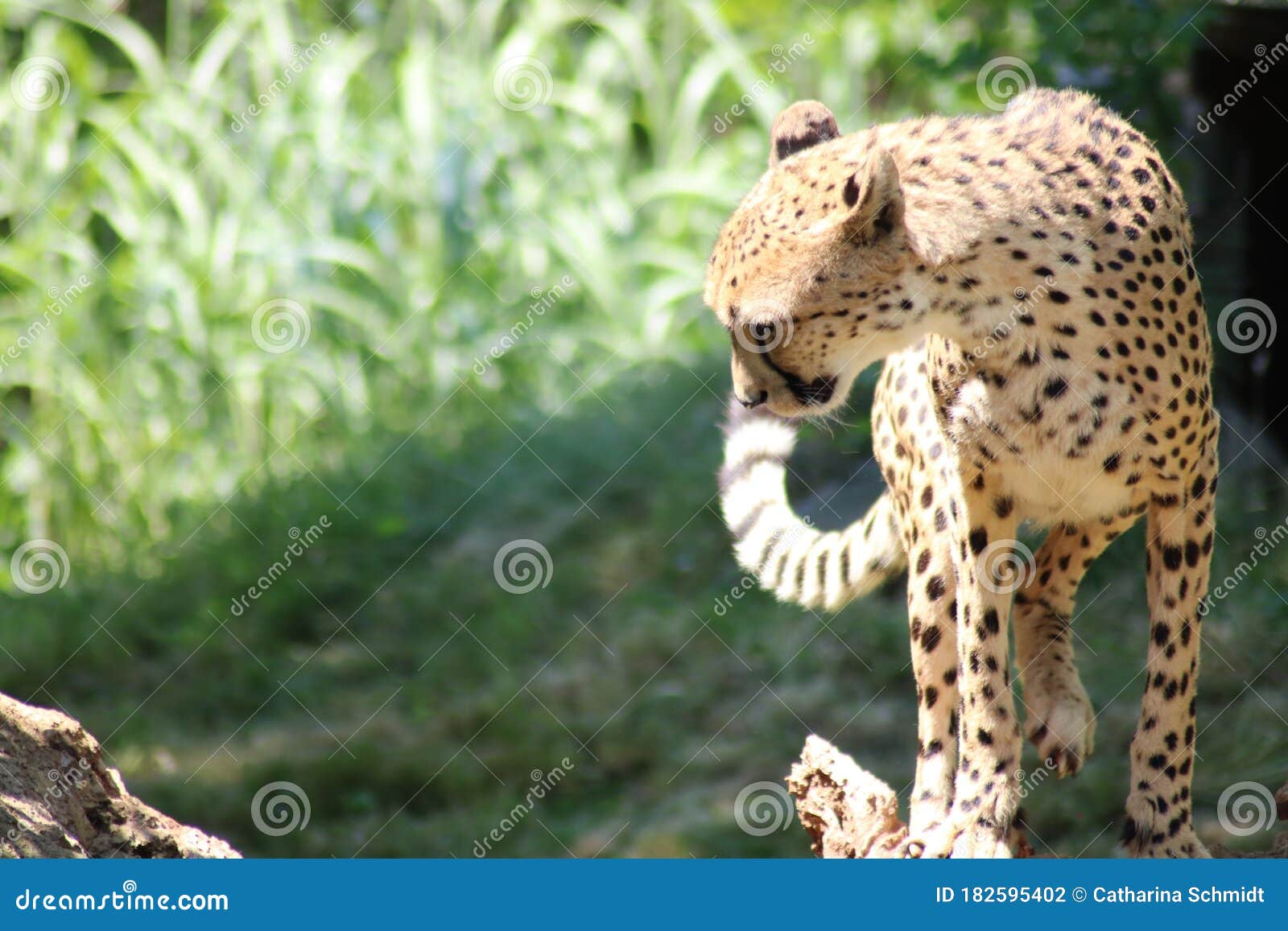 Big Cat Gepard Sitting on a Tree Stock Photo - Image of tree, sitting ...
