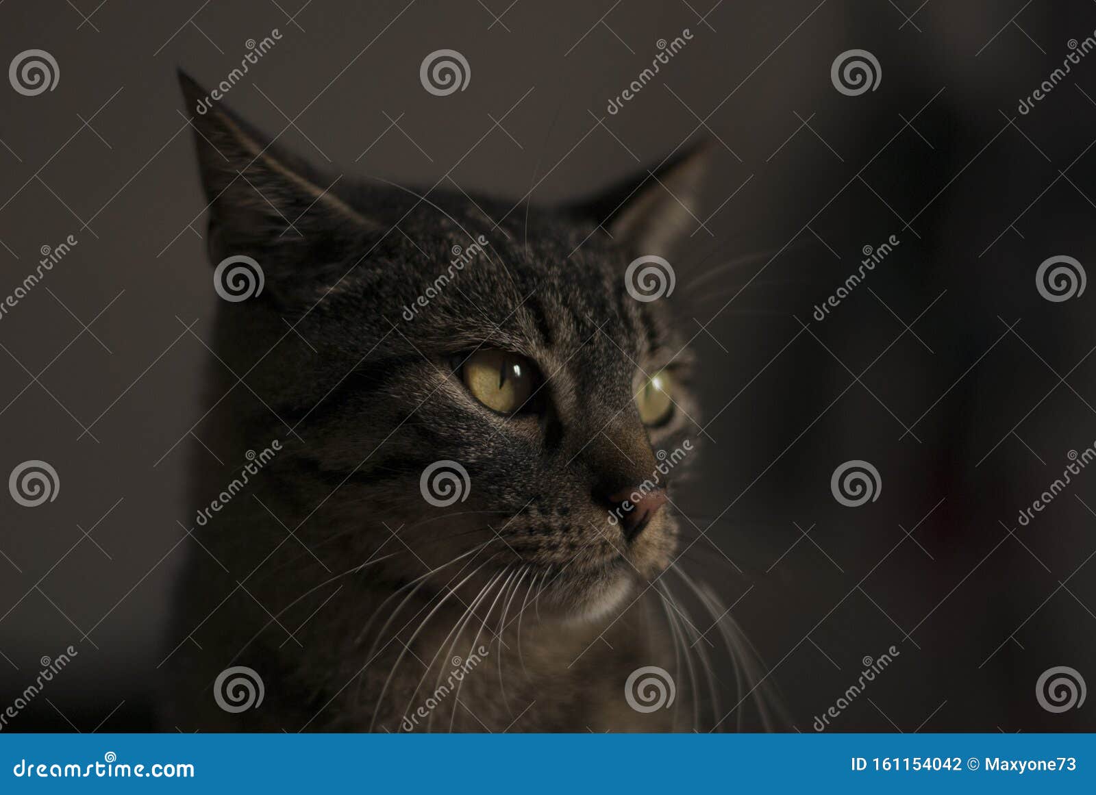 Big Cat Intense Expression and Concentration Stock Photo - Image of ...