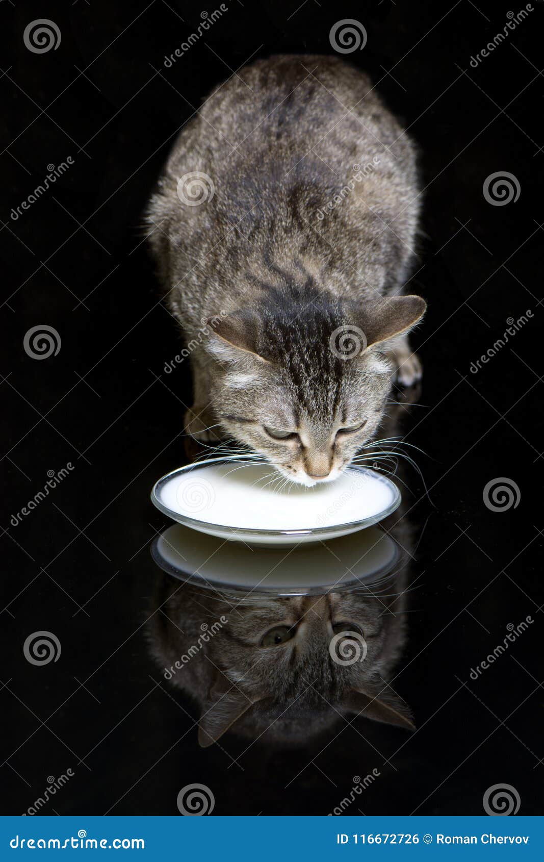 Big cat lapping milk stock photo. Image of language - 116672726
