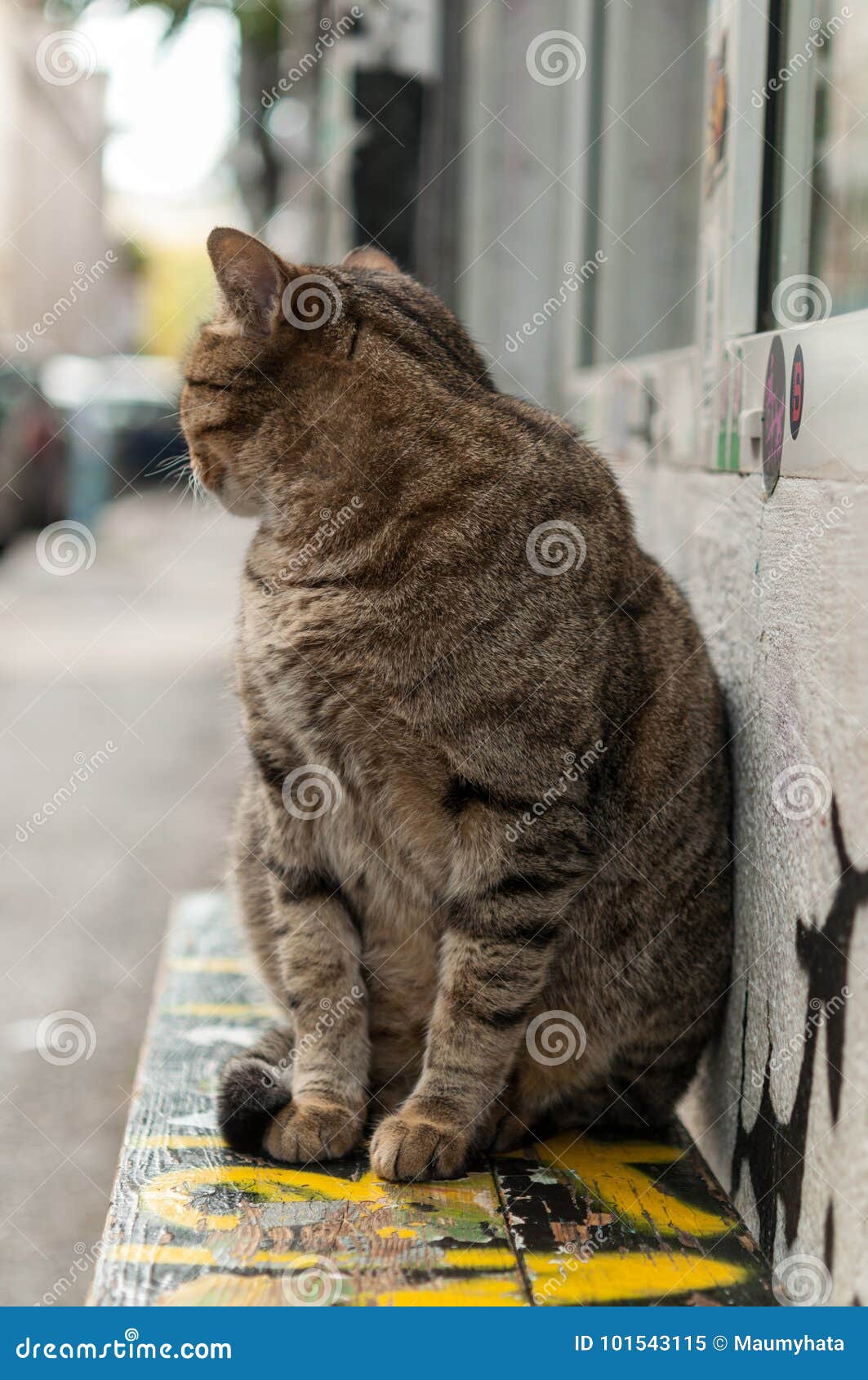 Big cat lying on a bench stock image. Image of read - 101543115