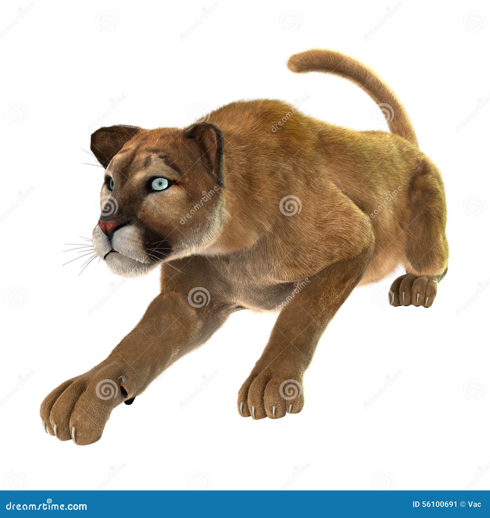 Big Cat Puma stock image. Image of nature, wildlife, animal - 56100691