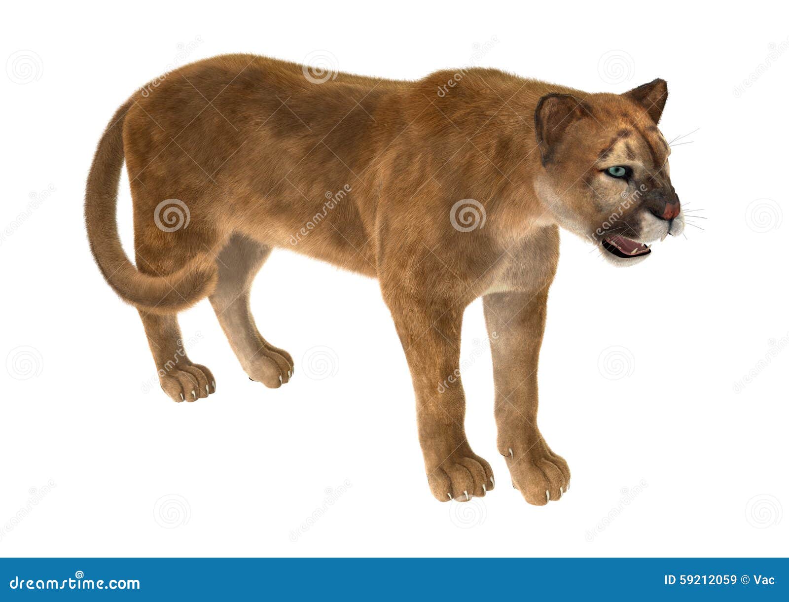 Big Cat Puma stock image. Image of hunter, isolated, white - 59212059