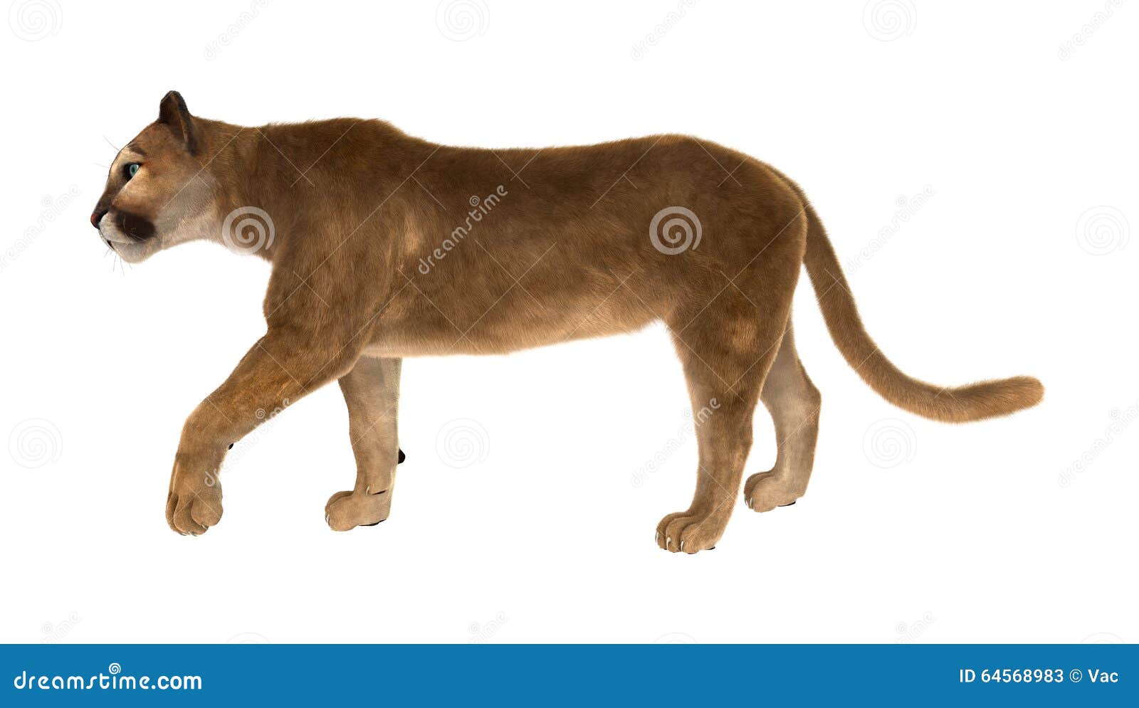 Big Cat Puma stock image. Image of predator, carnivore - 64568983