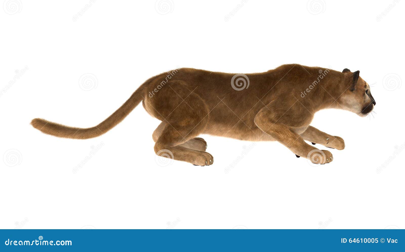 Big Cat Puma stock image. Image of concolor, hunting - 64610005