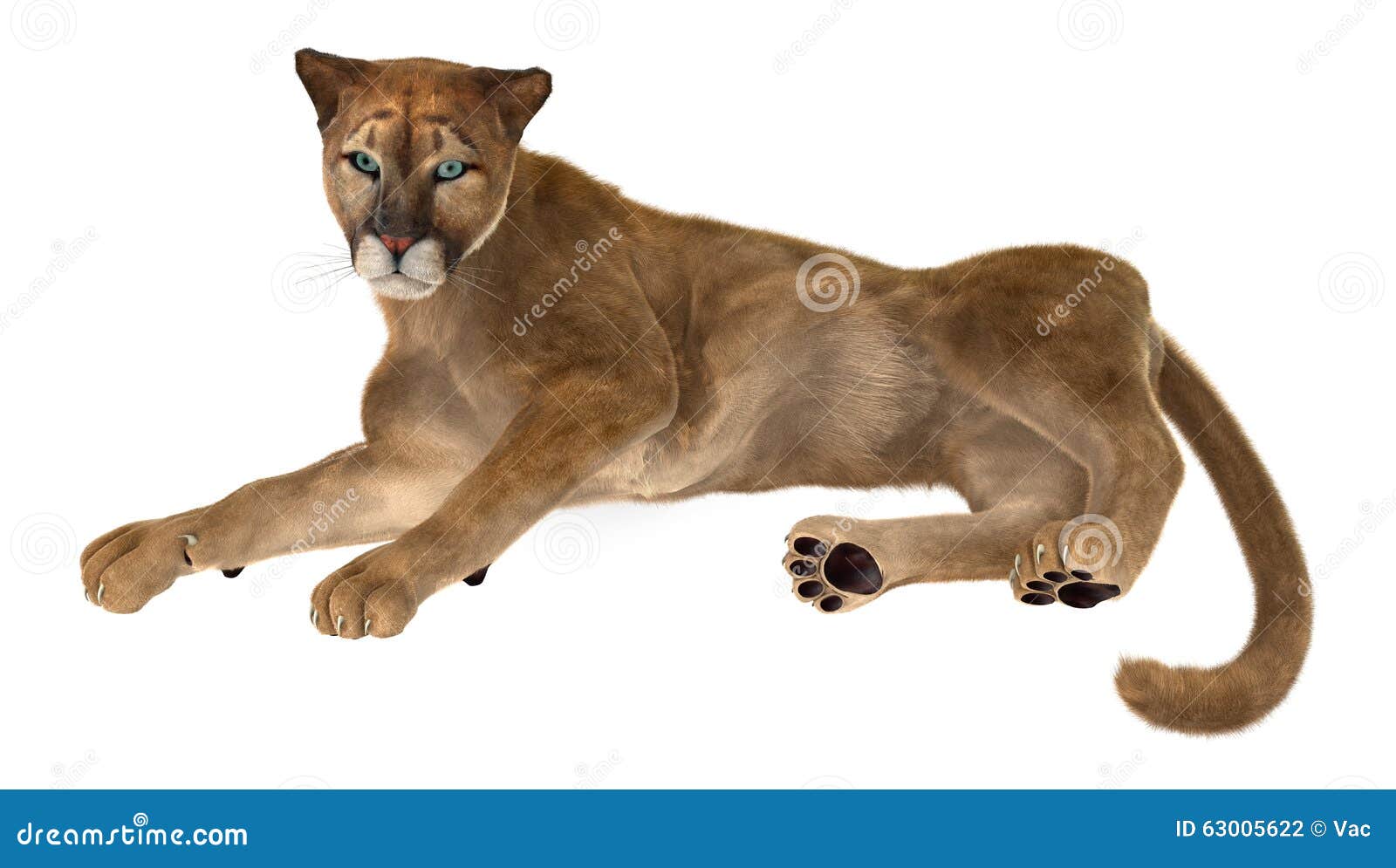 Big Cat Puma stock illustration. Illustration of isolated - 63005622