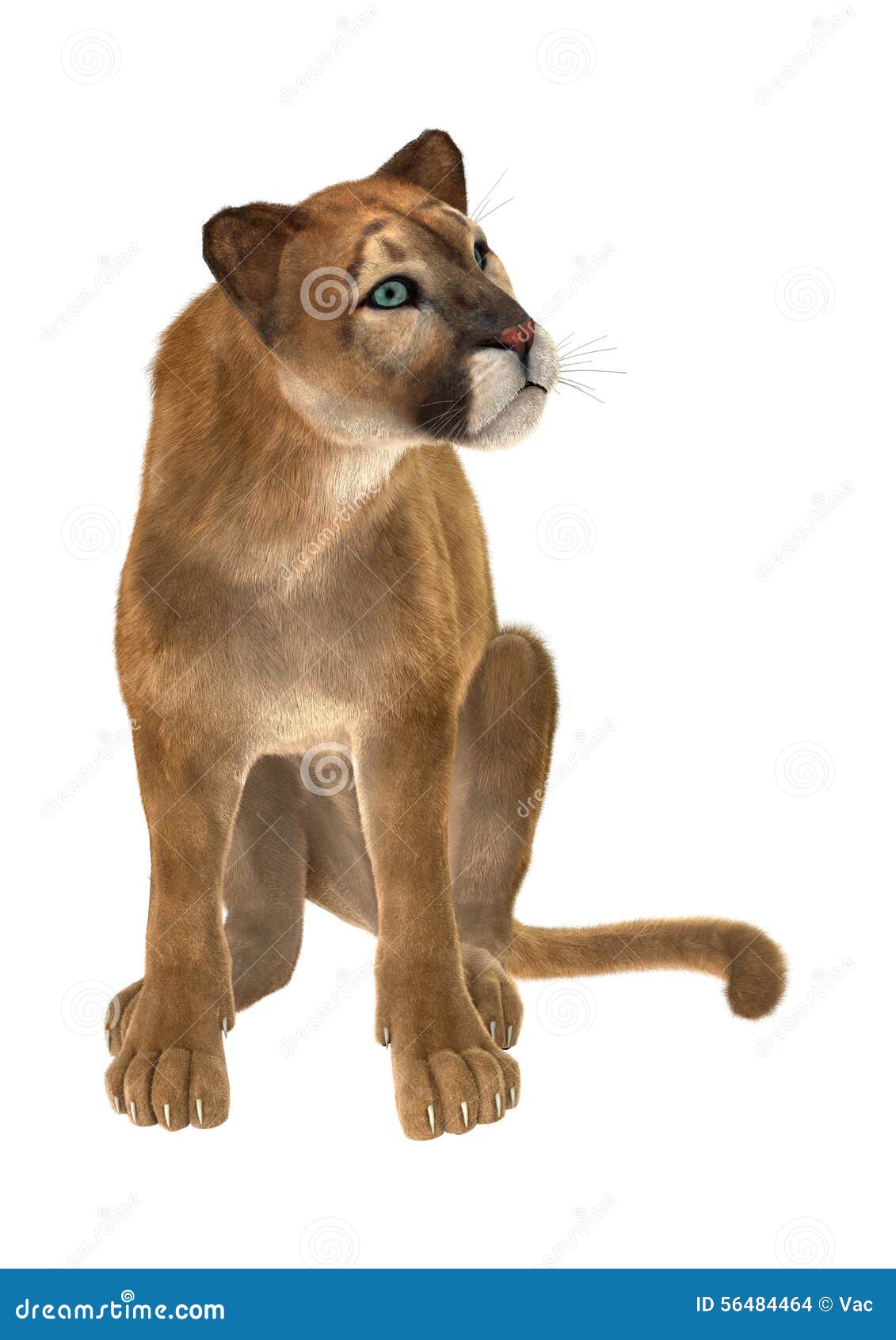 Big Cat Puma stock illustration. Illustration of wild - 56484464