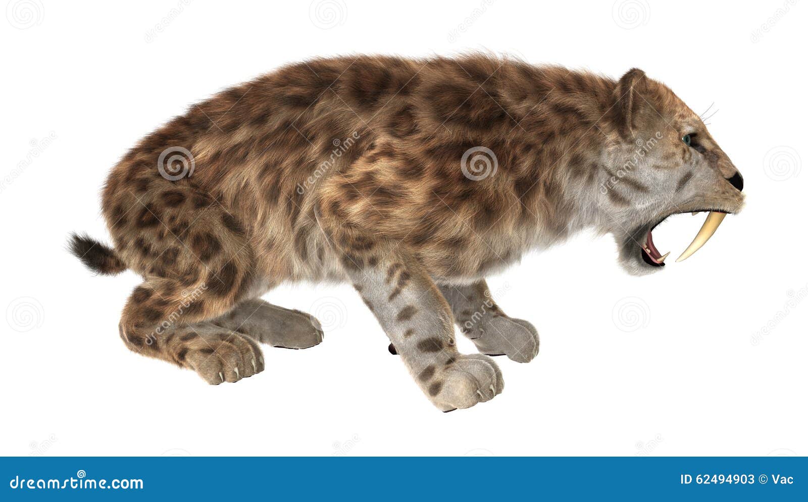 Big Cat Saber Tooth Roaring Stock Illustration - Illustration of ...
