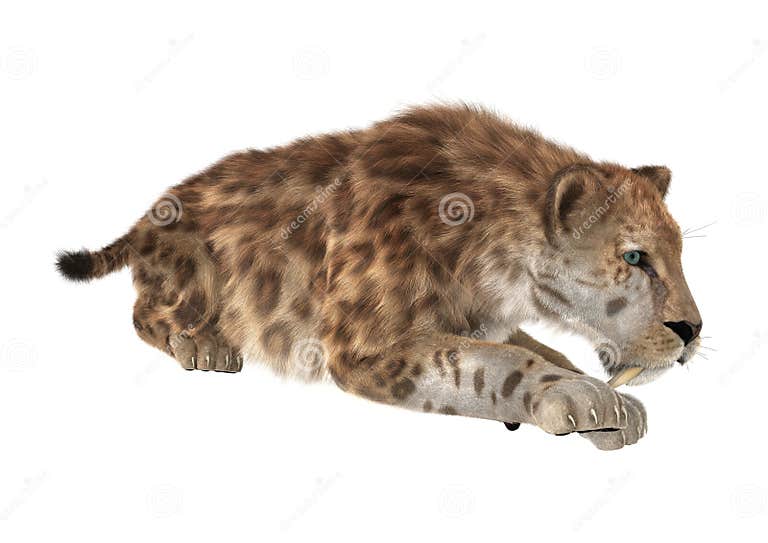 Big Cat Sabertooth stock photo. Image of white, mammal - 55456424