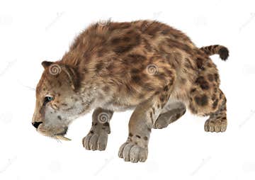 Big Cat Sabertooth stock image. Image of pleistocene - 61072045