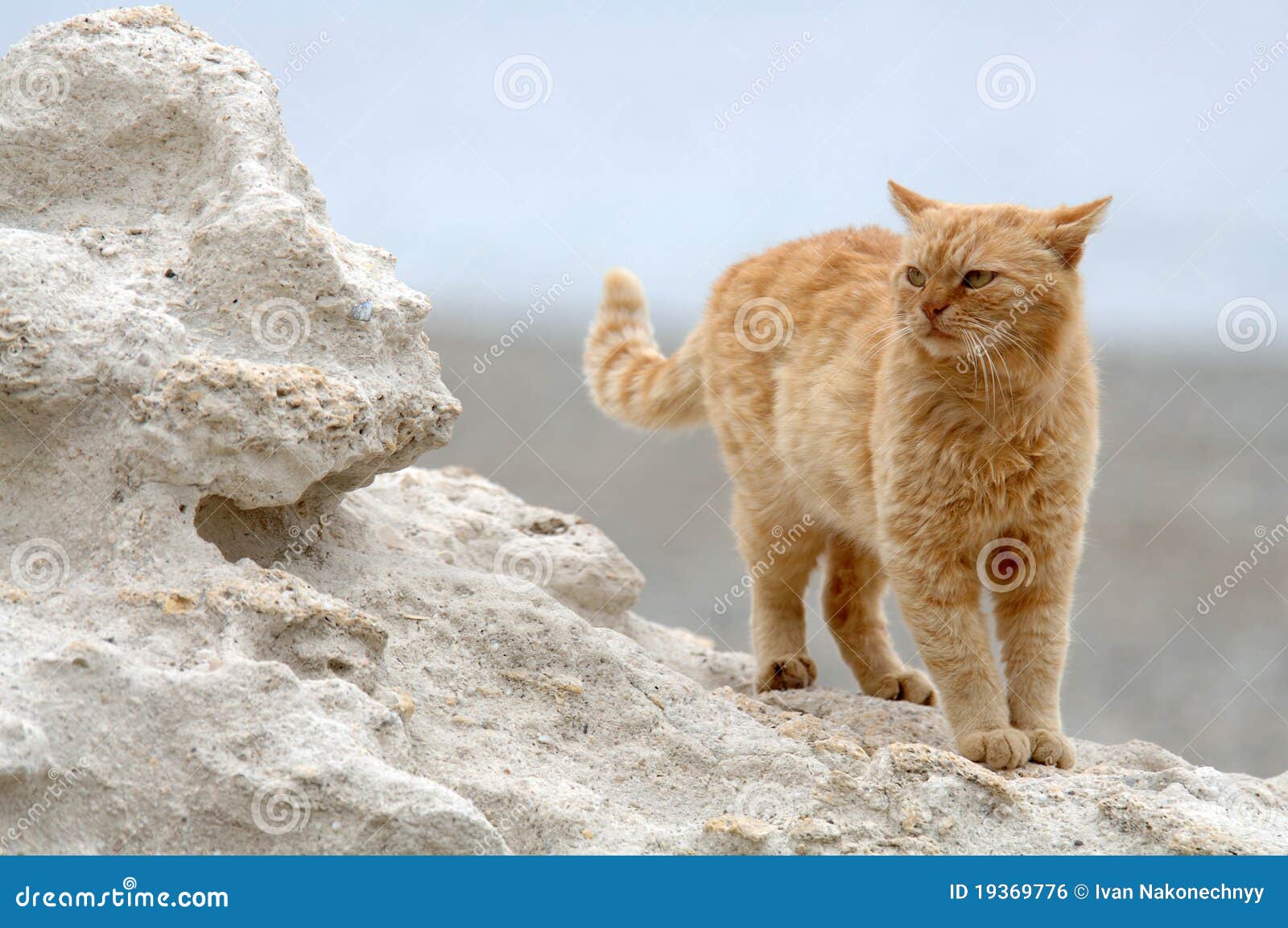 Big Cat Stands on the Cliff Stock Photo - Image of feline, funny: 19369776