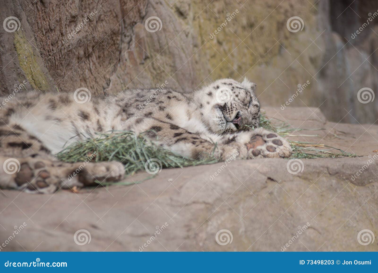 Big cat taking a nap stock image. Image of furry, comfortable - 73498203