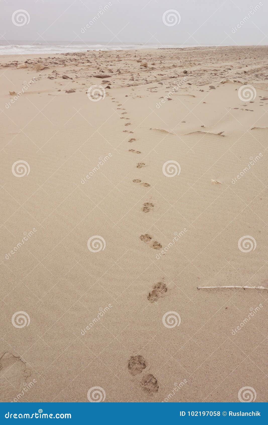 Big cat track stock photo. Image of walk, nature, journey - 102197058