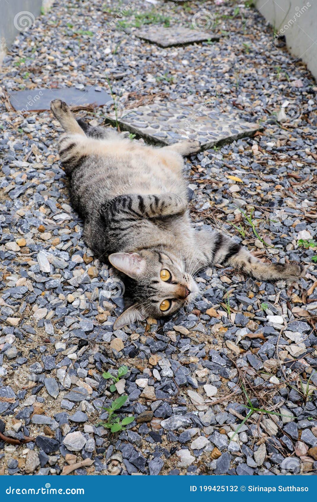 A Big Tabby Lying on the Floor. Stock Photo - Image of back, camera ...
