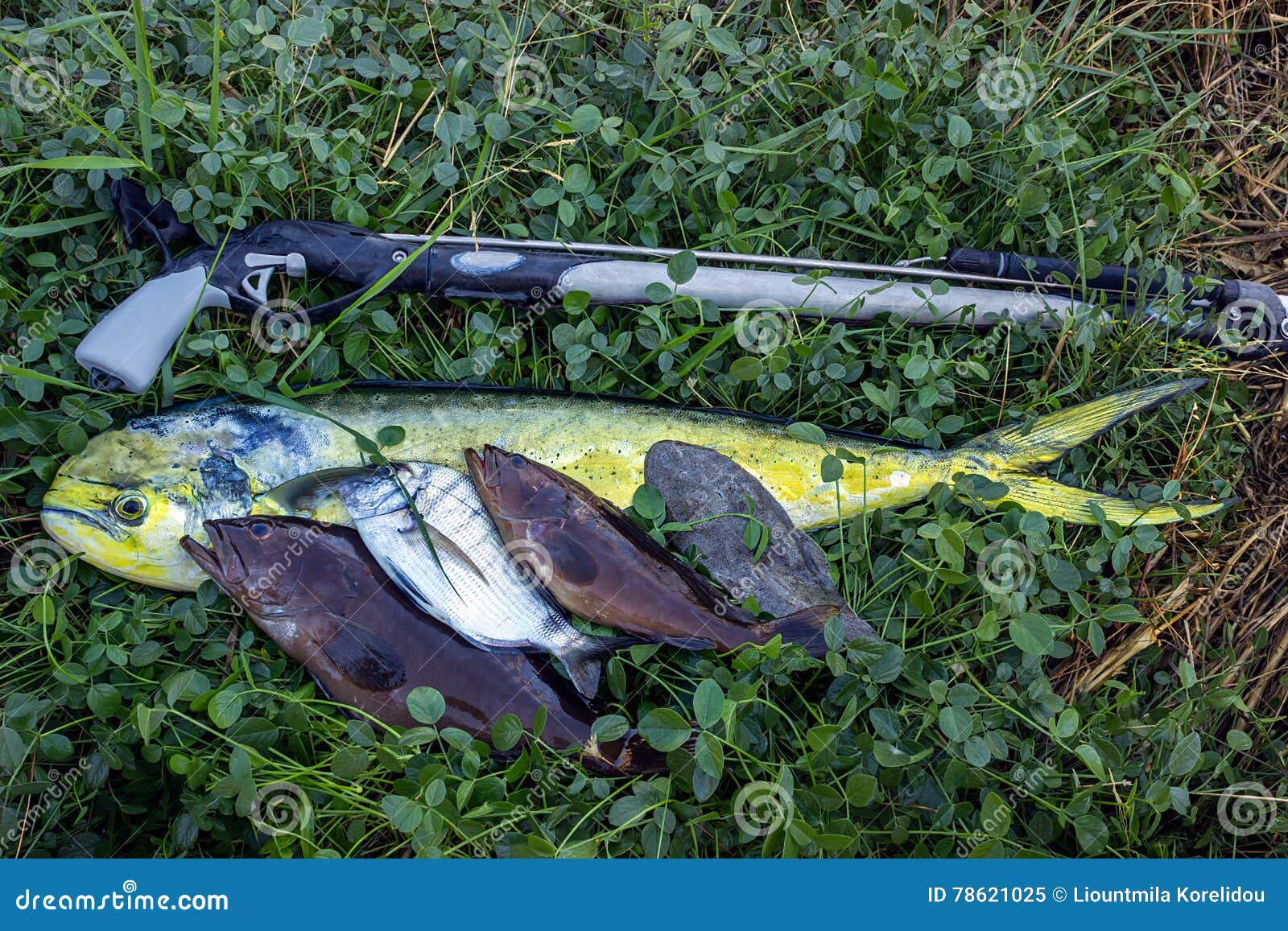 Big Catch a Variety of Sea Fish. Stock Image - Image of diplodus, catch ...