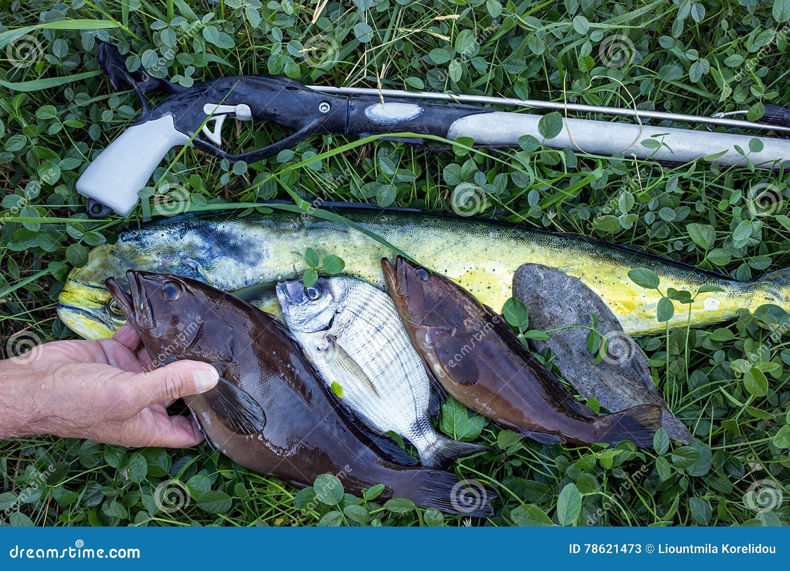Big Catch a Variety of Sea Fish. Stock Image - Image of diplodus ...
