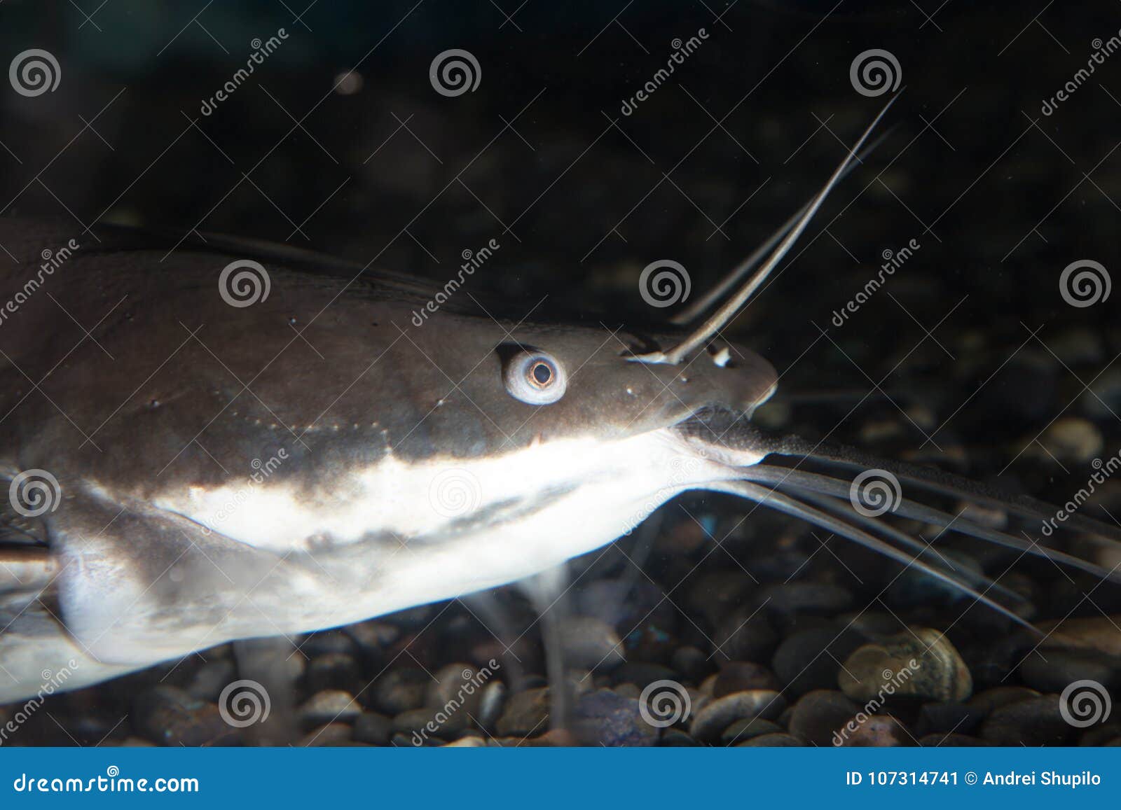 Big Catfish in the Aquarium Stock Image - Image of aquarium, catfish ...