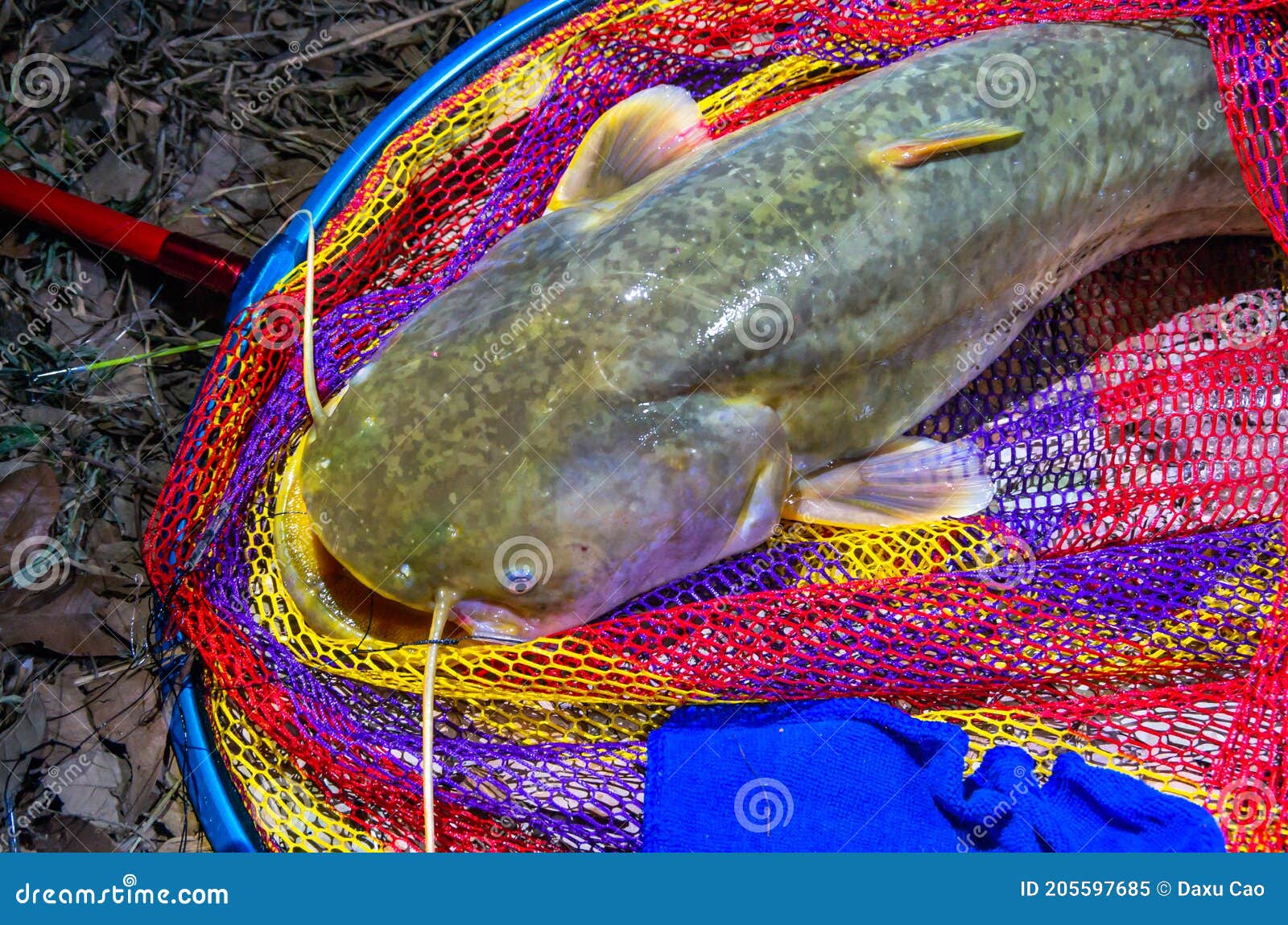 A big catfish in the wild stock image. Image of ferocity - 205597685