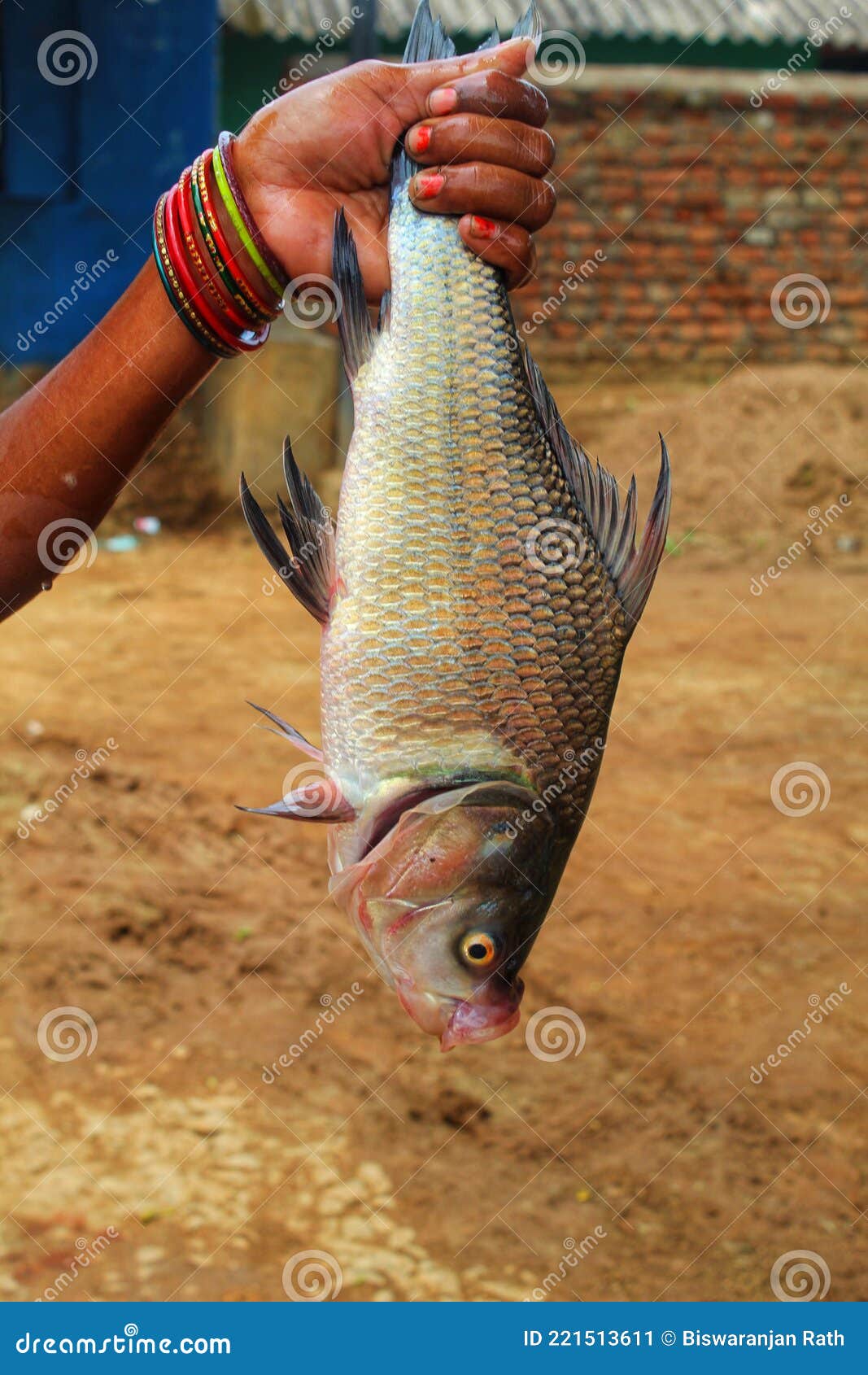 Big Catla Carp Fish in Hand Hd Big Catla Carp Fish Head and Eye Stock ...