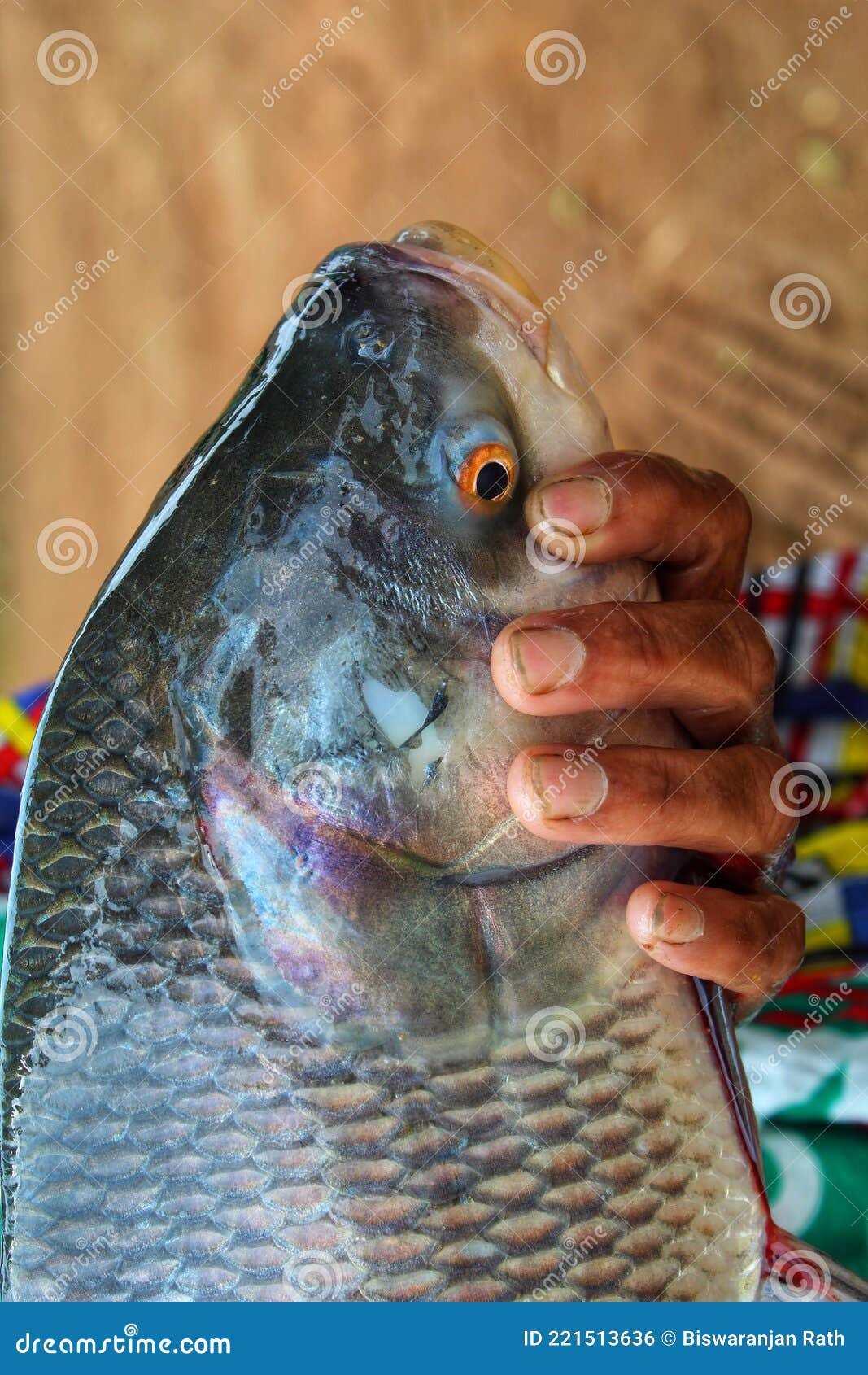 Big Catla Carp Fish in Hand Hd Big Catla Carp Fish Head and Eye Hd ...