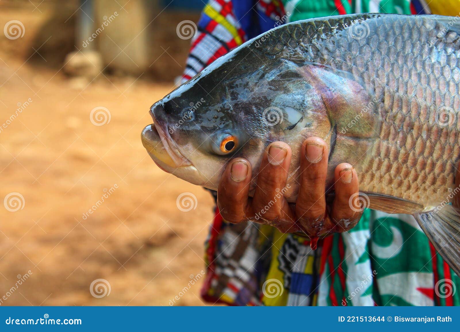 Big Catla Carp Fish in Hand Big Catla Carp Fish Head and Eye Stock ...