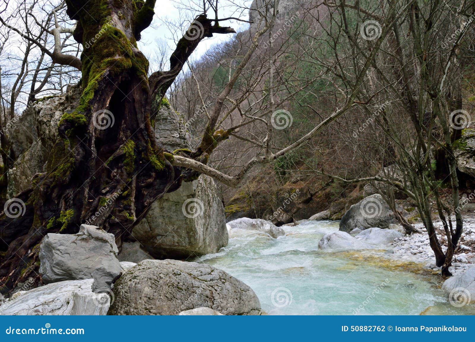 Big Cavity of Old Tree Near a Stream Stock Photo - Image of creek, aged ...