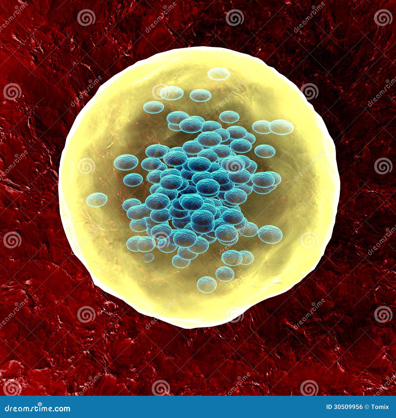 Big cell stock illustration. Illustration of blue, blood - 30509956