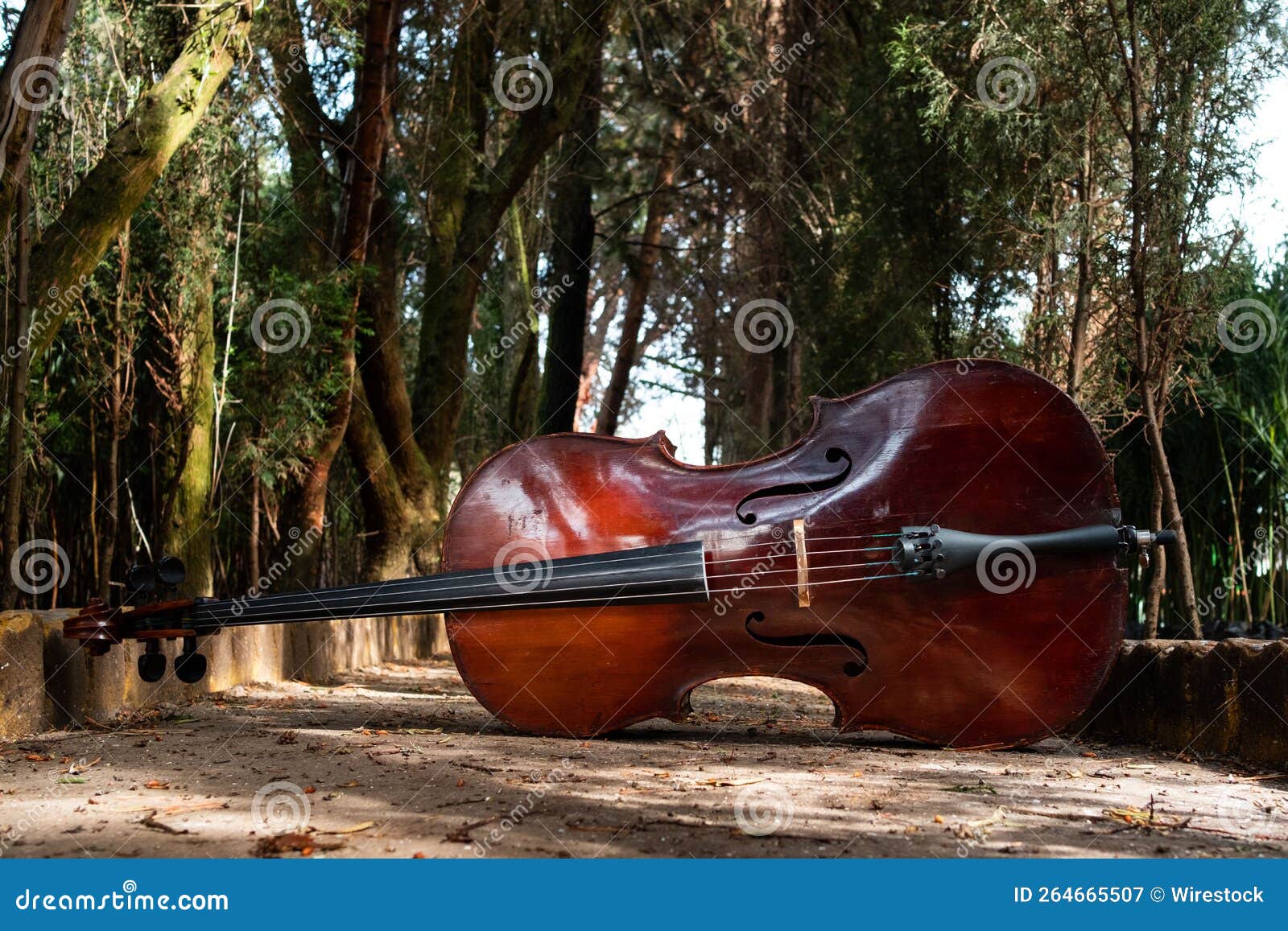 Big Cello on the Ground Outdoors Stock Image - Image of natural ...