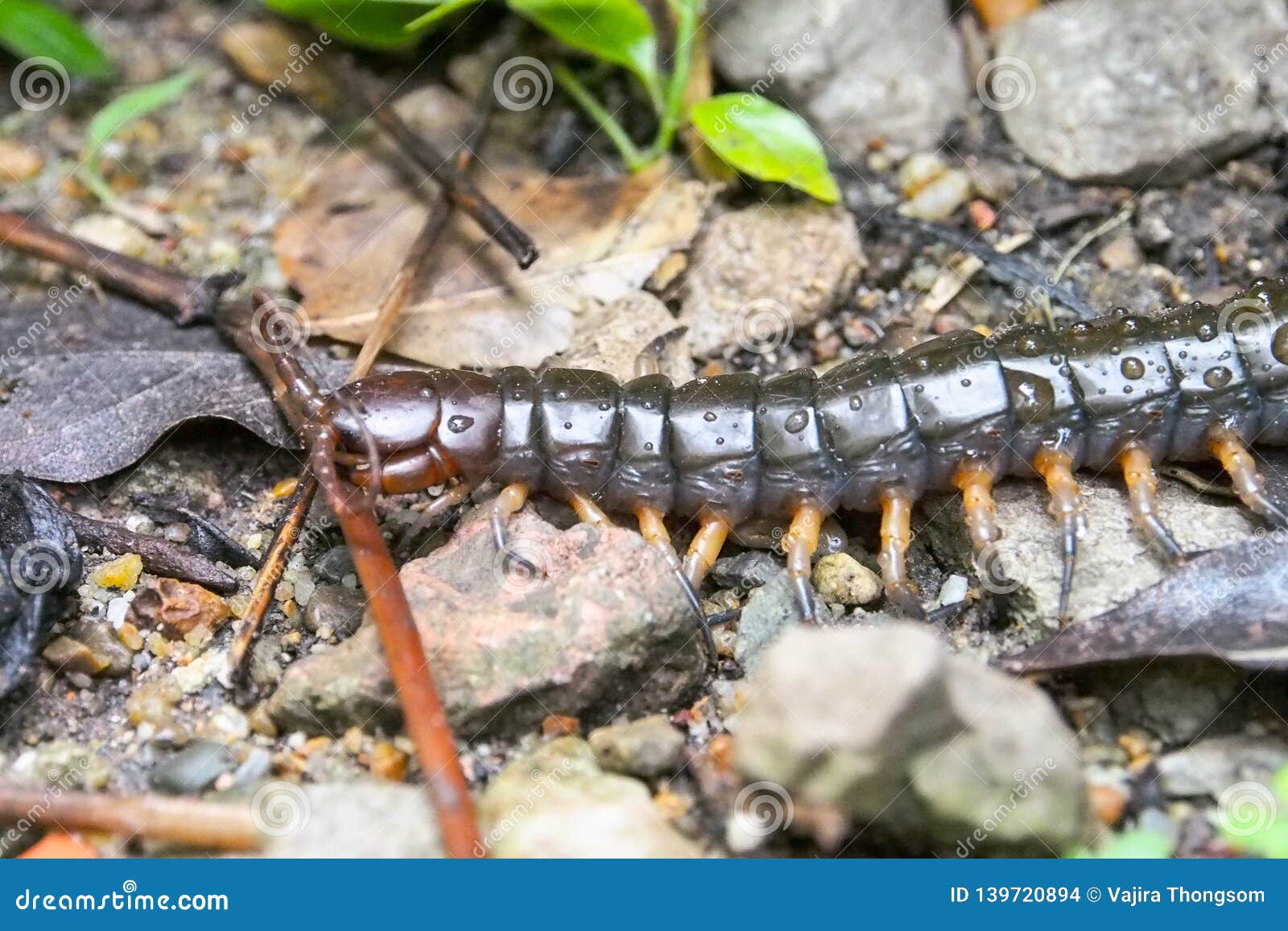 A Big Centipede Crawling on the Ground Stock Photo - Image of flower ...