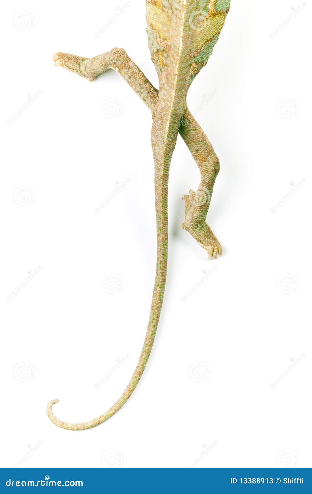 Big Chamaleon Stock Photos - Free & Royalty-Free Stock Photos from ...